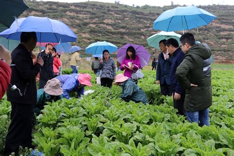 四川省农业科学院绵阳分院国家“十三五”重点研发计划项目西南高山高原露地蔬菜化肥农药减施技术模式建立与示范四川现场观摩及测评会
