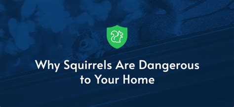 Why Squirrels Are Dangerous To Your Home Pestech Pest Control And