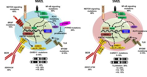 Figure 1 From Biology Of Splenic And Nodal Marginal Zone Lymphomas