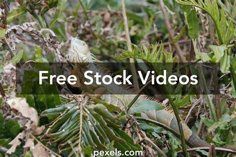 Hehehe Lizard Videos Download Free 4k Stock Video Footage And Hehehe
