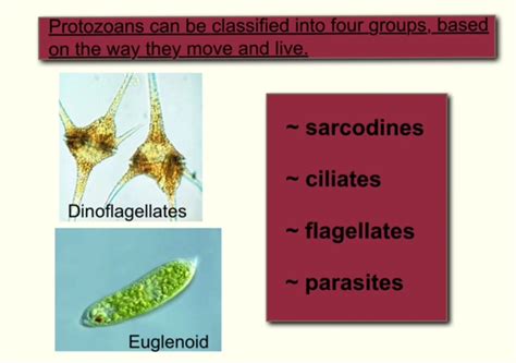 Protists Life Science