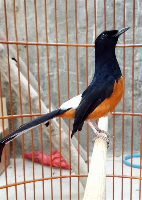Download Gambar Burung Murai Batu Medan Bahorok Newlineracing