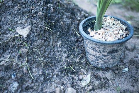 Crushed Egg Shell Recycled As Natural Organic Garden Fertilizer On