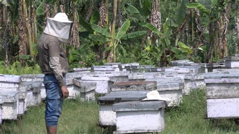Making A Modern Beehive Access Agriculture