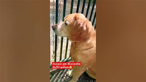 අනේ ඇයි මෙහෙම පාර දිහා බලන් ඉන්නෙ මෙයා 🥺🥺 Youtube