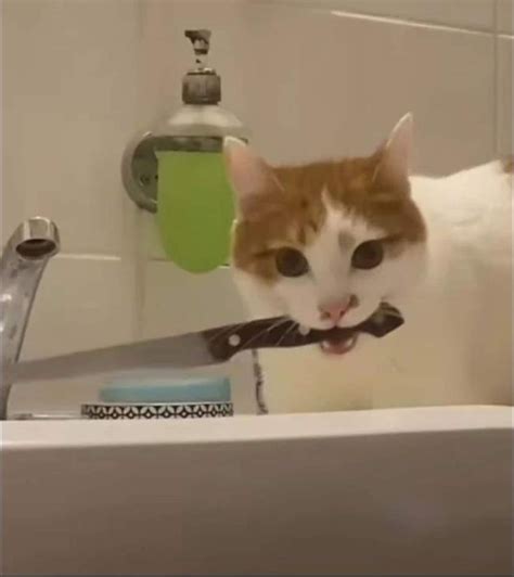 Grumpy Cat In A Tie In Bathroom Sink