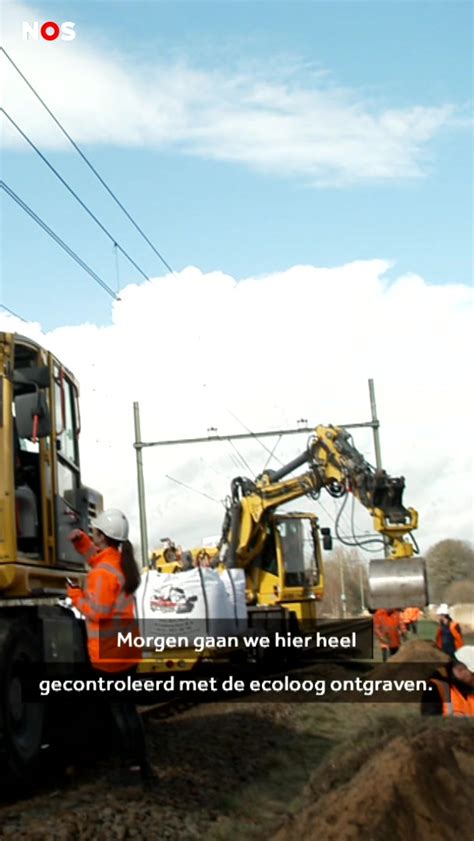 Prorail Is Begonnen Met Het Verdrijven Van De Dassen Onder Het Spoor
