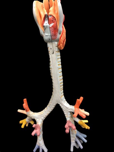 Pulmonary Insights If Poorly Controlled Asthma Is Suspected Consider Excessive Dynamic Airway