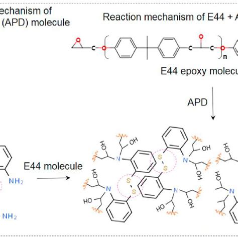 E The Schematic Illustration Of The Apd Molecule Structure Dynamic