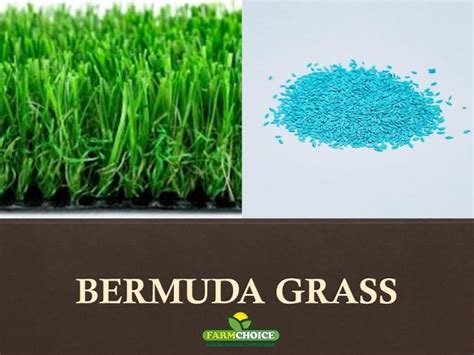 Bermuda Grass Seeds Cynodon Dactylon Grass Seeds Lazada Ph