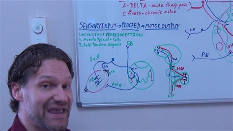 Sensory Input And Motor Output 2 Youtube