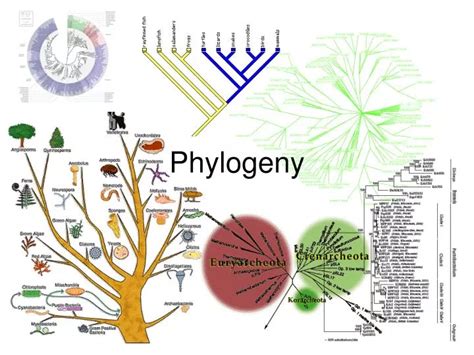 PPT Phylogeny PowerPoint Presentation Free Download ID 4550517