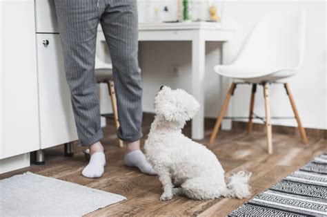 Poodle Características da raça cuidados e alimentação Web Cachorros