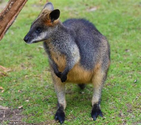 Swamp Wallaby Moonlit Sanctuary