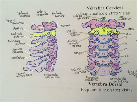 Vertebra Cervical Lateral Y Anterior Medula Espinal Dibujo