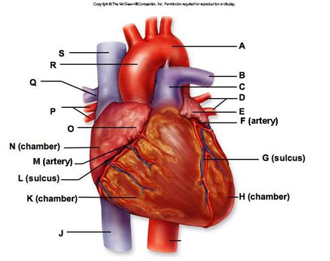 Identify Heart Anterior Diagram Quizlet