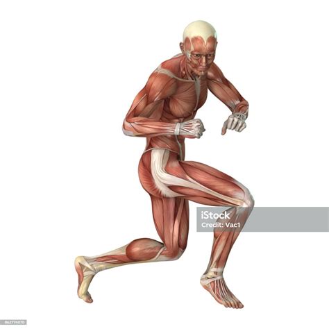 화이트에 근육 지도와 3d 렌더링 난타 0명에 대한 스톡 사진 및 기타 이미지 0명 3차원 형태 건강관리와 의술 Istock
