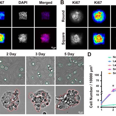 Different Proliferation Abilities Of Monolayer Cells And 3d Cell