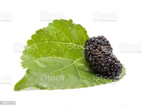 흰색 배경에 고립 된 잎을 가진 Mulberries입니다 뽕나무가는 과일 먹을 수 있는 0명에 대한 스톡 사진 및 기타 이미지