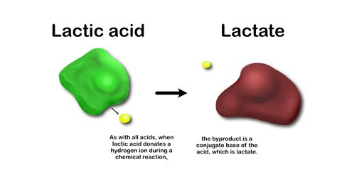 Lactic Acid In Muscles
