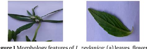 Figure 1 From Phytochemical And Toxicity Analysis Of Leucas Zeylanica