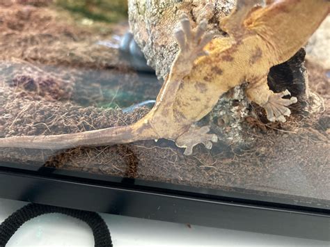 Whats The Sex Of My Gecko Rcrestedgecko