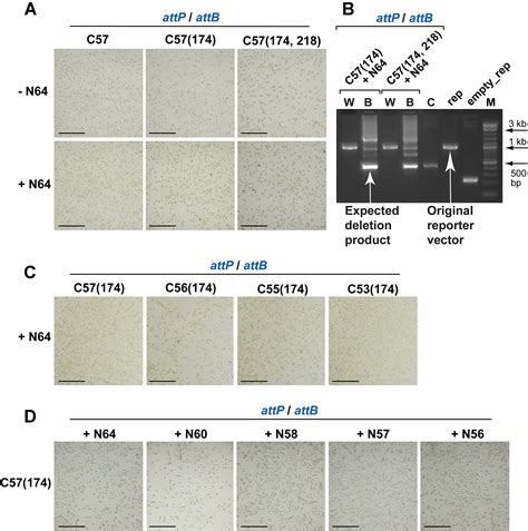 The Bacteriophage Lambda Integrase Catalytic Domain Can Be Modified To Act With The Regulatory