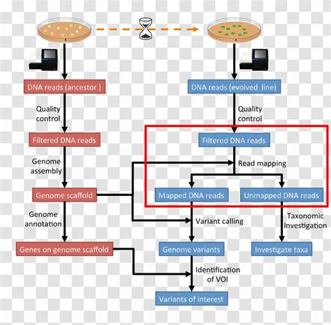 DNA Sequencing Gene Mapping Sequence Assembly Dna Map Transparent PNG