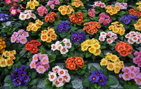 Семена многолетних цветов примула Sementes De Flores Significado
