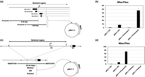Promoter Activity Of The Prkar1a Deleted Region In Hek‐293 Cells A