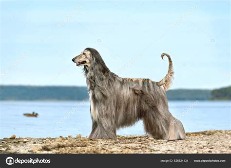 Blue Afghan Hound