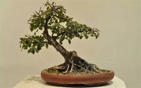 雀梅不愧稱之為盆景「七賢」之一，真是姿態萬千！ 壹讀