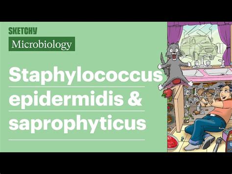 Staphylococcus Epidermidis Signs And Symptoms
