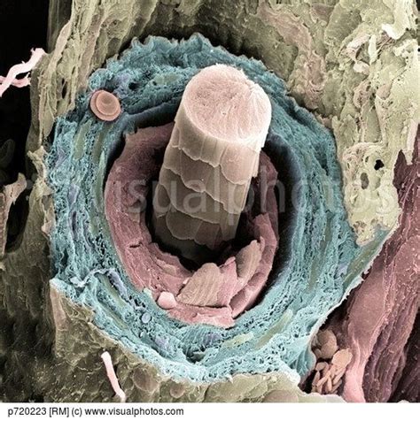Best Images About Hair Science On Pinterest Stem Cells The Skin And Search