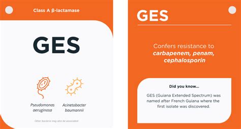 Ambler Classification System Of β Lactamases Streck