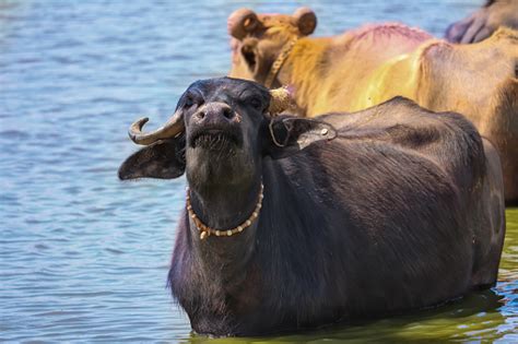 물소 또는 국내 물소는 인도 아대륙 동남 아시아 호수에서 땅에 인도 버팔로 푸른 물이있는 작은 호수에서 인도 물소에서 유래 큰