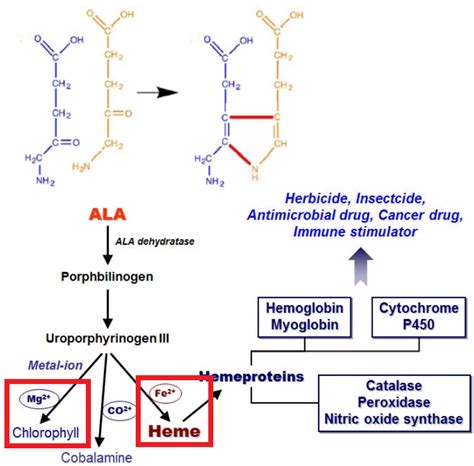 헤모글로빈hemoglobin Hb과 헴heme의 구조적 특성 네이버 블로그
