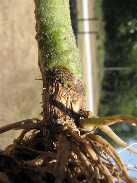 Tomato Stem Rot What Causes It And How To Treat Your Plant