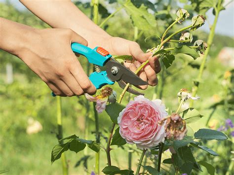 Pruning By Province Your Rose Pruning Guide Across South Africa Wonder