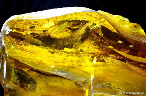 Фрагмент растения в янтаре. - Янтарь