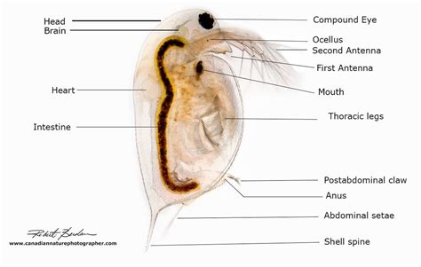 Photo Diagram Of Daphnia Also Called A Waterflea By Robert Berdan