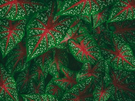 Premium Photo A Green And Red Leaf Pattern Of A Plant