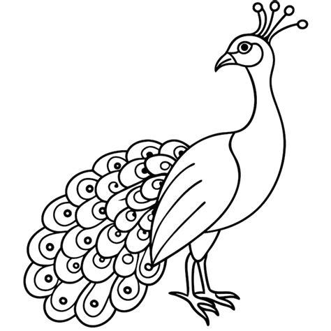 Peacock Drawing 8 Peacock Ideas Drawings Drawing Lessons Drawing