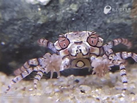 Boxer Crab Uses Sea Anemones As Defence Pom Poms Awwducational