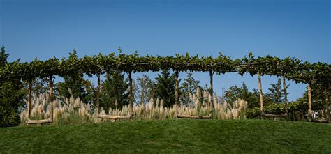 크라스노다르 또는 갈리츠키 공원의 시티 파크 런던 비행기 나무의 줄기는 벤치 모양입니다 중앙에는 코르타데리아 셀로나 팜파스 잔디의 구성이 있습니다 나무에 대한 스톡 사진 및