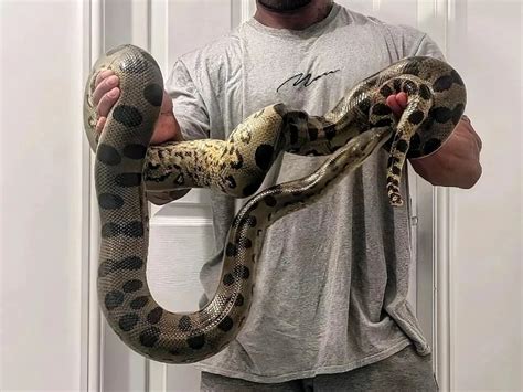 CB2019 GREEN ANACONDA Reptile Forums