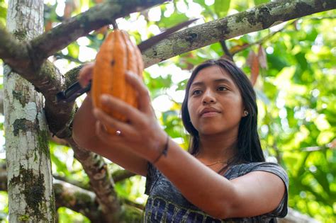 Origen Del Cacao Fabrica De Chocolate