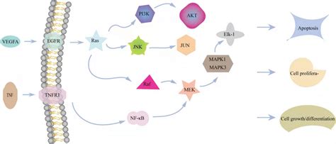 Components Of MAPK Signaling Pathway Influenced By Quercetin