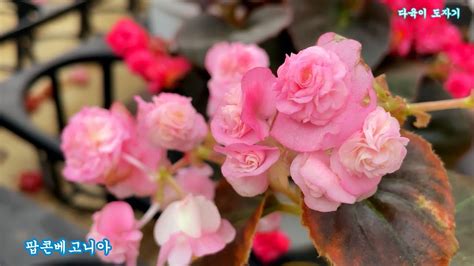 남사화훼단지 남사꽃식물원 이름과가격 별수국 막실라니아 스투키 골드키위 솔채꽃 넝쿨자스민 유칼립투스 안개꽃 해바라기 바이덴스 단정화 바이올렛 카라 후쿠샤 천일홍 일일초등