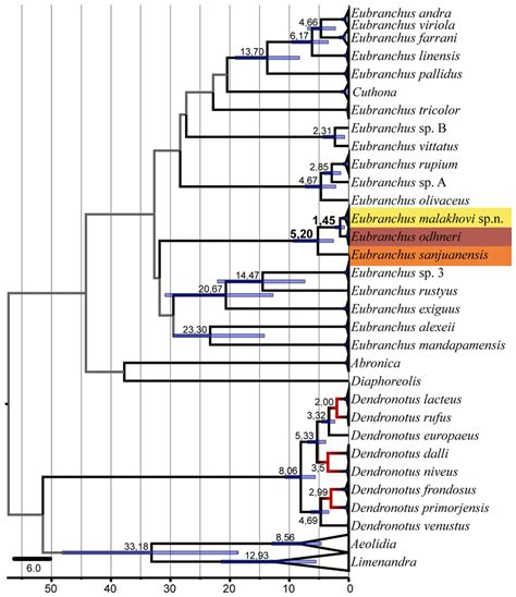 Chronogram Of Divergence Times In The Genus Eubranchus Obtained Using